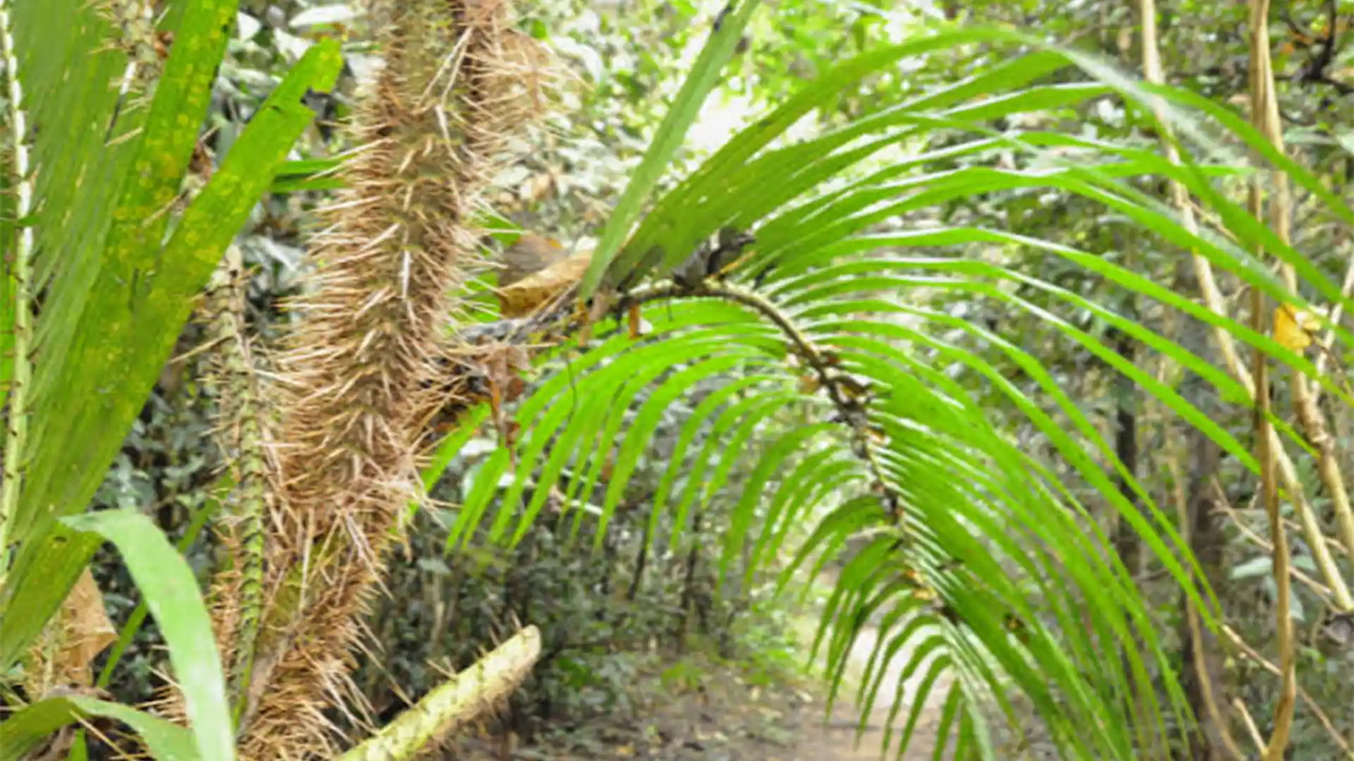 Foto Rotan Inun (Sumber: LindungiHutan)